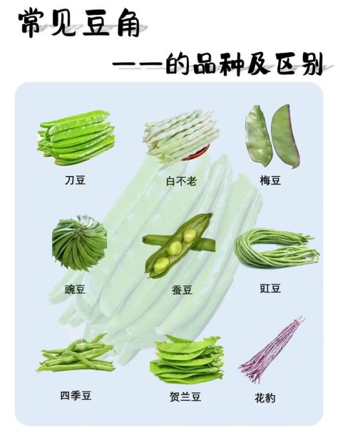 豆角品种图片大全_豆角品种怎么区分-第1张图片-山城妙识