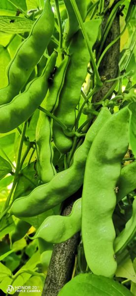 豆角品种图片大全_豆角品种怎么区分-第3张图片-山城妙识