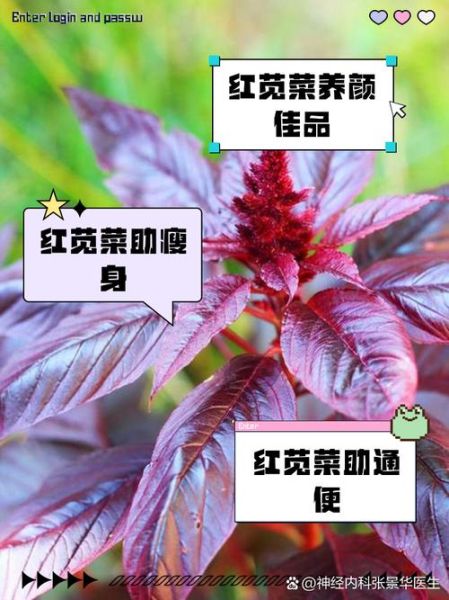 吃苋菜有什么好处和坏处_苋菜吃多了会伤肾吗-第3张图片-山城妙识