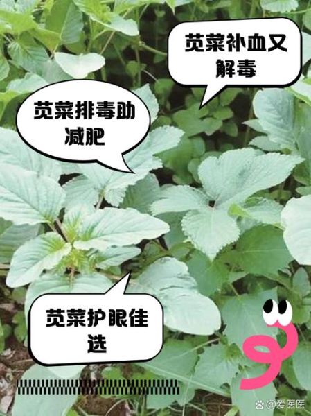 吃苋菜有什么好处和坏处_苋菜吃多了会伤肾吗-第2张图片-山城妙识