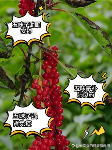 五味子泡水喝的功效与作用_五味子泡水喝的正确方法-第1张图片-山城妙识 五味子泡水喝的功效与作用_五味子泡水喝的正确方法-第1张图片-山城妙识