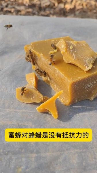 蜂巢蜜里的蜂蜡能吃吗_蜂蜡食用安全性-第1张图片-山城妙识