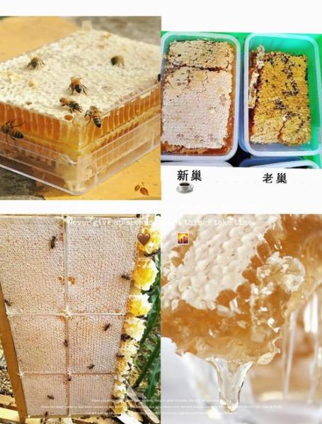 蜂巢蜜里的蜂蜡能吃吗_蜂蜡食用安全性-第3张图片-山城妙识
