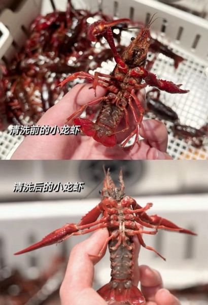 龙虾怎么洗才干净_龙虾清洗视频教程-第1张图片-山城妙识