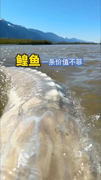 鳇鱼多少钱一斤_哪里买-第2张图片-山城妙识