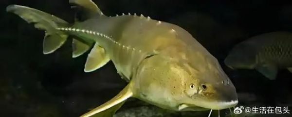 鳇鱼多少钱一斤_哪里买-第3张图片-山城妙识