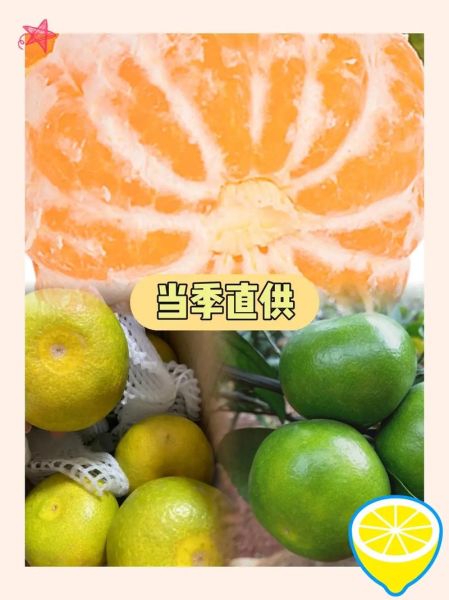 青桔子的功效与作用_青桔子能减肥吗-第3张图片-山城妙识