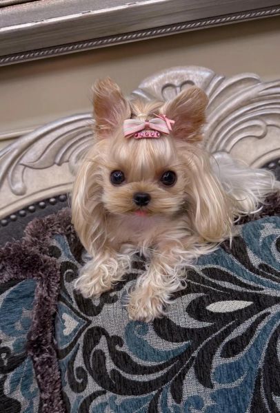 约克夏多少钱一只_约克夏价格影响因素-第2张图片-山城妙识