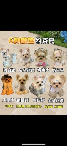 约克夏多少钱一只_约克夏价格影响因素-第1张图片-山城妙识