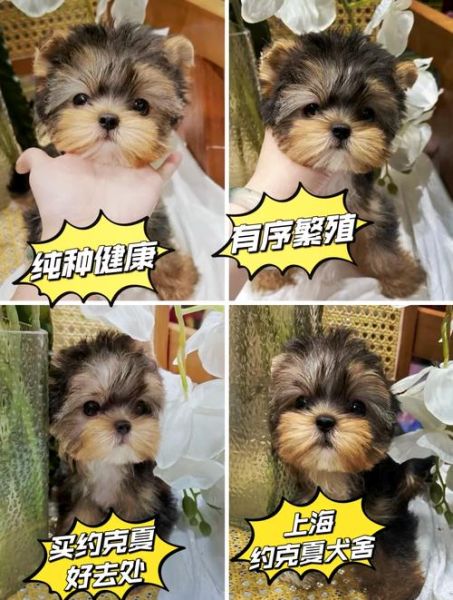 约克夏多少钱一只_约克夏价格影响因素-第3张图片-山城妙识