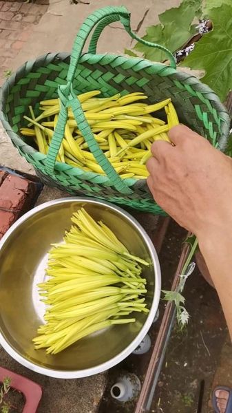 黄花菜中毒在家怎么处理_黄花菜中毒自救方法-第3张图片-山城妙识