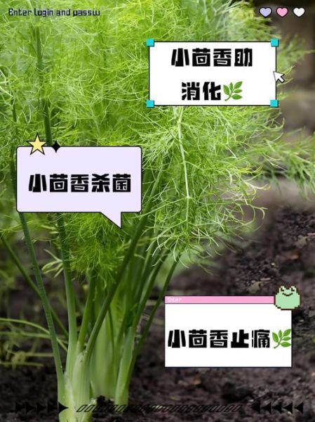 小茴香的功效与作用_小茴香能治哪些病-第2张图片-山城妙识