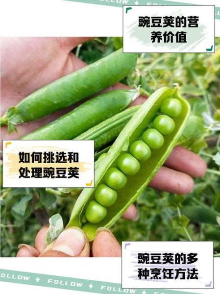 豌豆荚是什么软件_豌豆荚安全吗-第1张图片-山城妙识