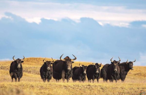 牦牛图片高清_如何拍摄出震撼细节-第1张图片-山城妙识