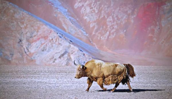 牦牛图片高清_如何拍摄出震撼细节-第2张图片-山城妙识