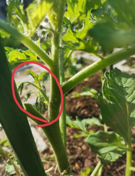 西红柿怎么种_黄瓜多久能收获-第1张图片-山城妙识