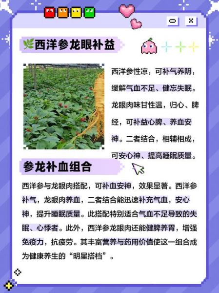 龙眼肉和西洋参一起蒸的功效_适合什么人吃-第1张图片-山城妙识