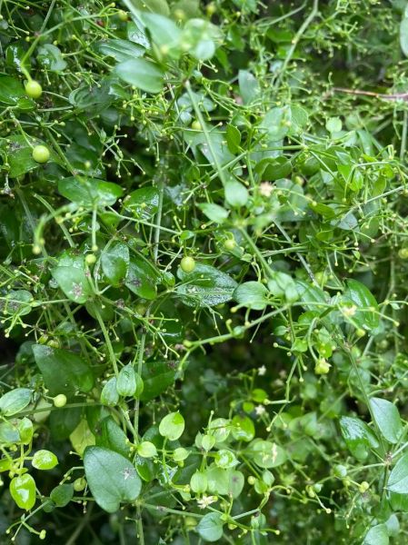 茜草图片大全_茜草长什么样-第2张图片-山城妙识 茜草图片大全_茜草长什么样-第2张图片-山城妙识