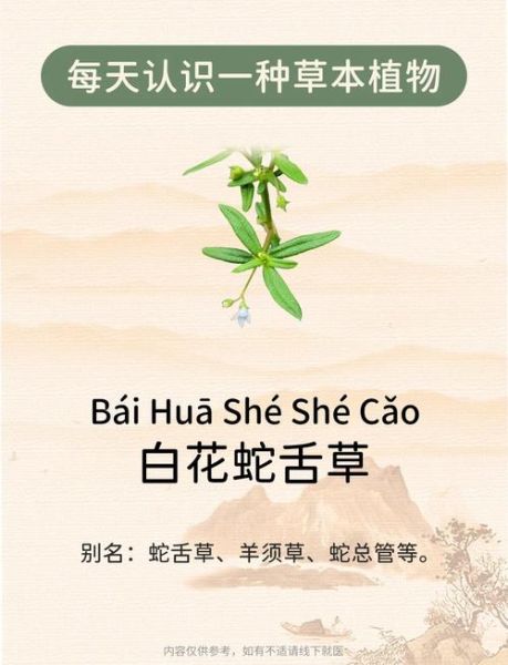肝炎患者能喝白花蛇舌草吗_白花蛇舌草对肝炎的功效与副作用-第2张图片-山城妙识