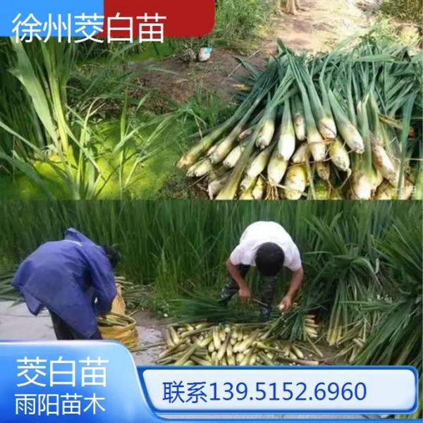 茭白种植利润怎么样_每亩能赚多少钱-第2张图片-山城妙识