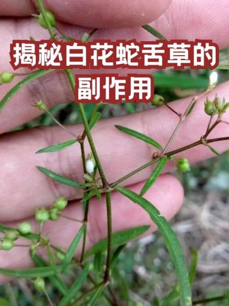 肝炎患者能喝白花蛇舌草吗_白花蛇舌草对肝炎的功效与副作用-第1张图片-山城妙识