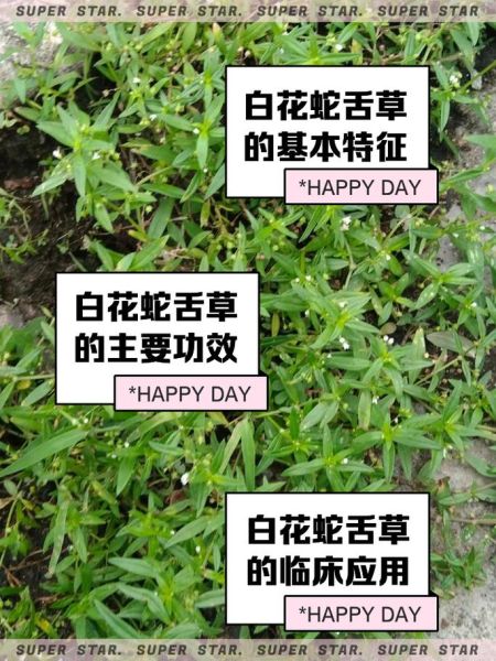 肝炎患者能喝白花蛇舌草吗_白花蛇舌草对肝炎的功效与副作用-第3张图片-山城妙识