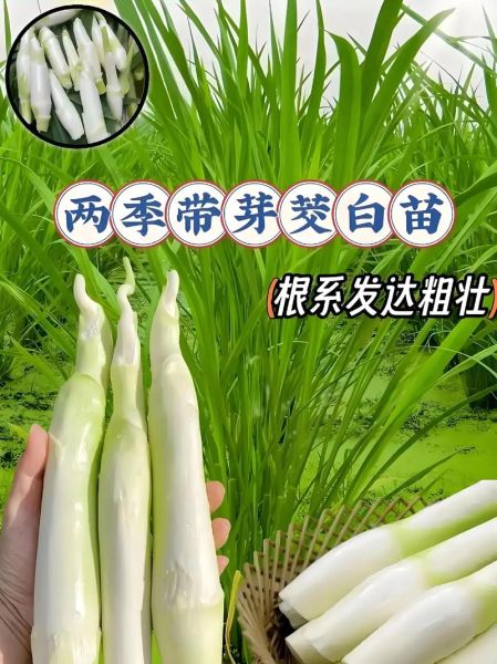 茭白种植利润怎么样_每亩能赚多少钱-第3张图片-山城妙识