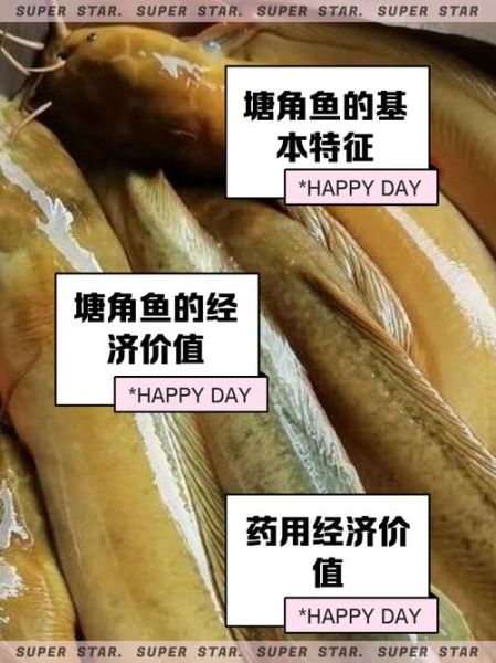 塘角鱼怎么做好吃_塘角鱼的家常做法-第1张图片-山城妙识