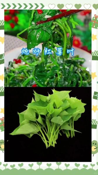 红薯叶子怎么做好吃_红薯叶子的家常做法-第3张图片-山城妙识 红薯叶子怎么做好吃_红薯叶子的家常做法-第3张图片-山城妙识