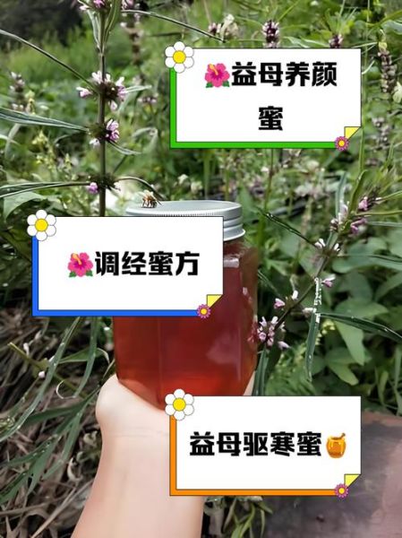 益母草蜂蜜膏的功效与作用_适合什么人吃-第1张图片-山城妙识