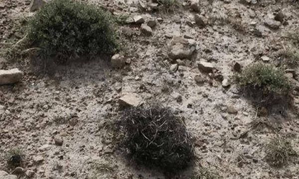 发菜长在地上是什么样子_发菜生长环境-第2张图片-山城妙识