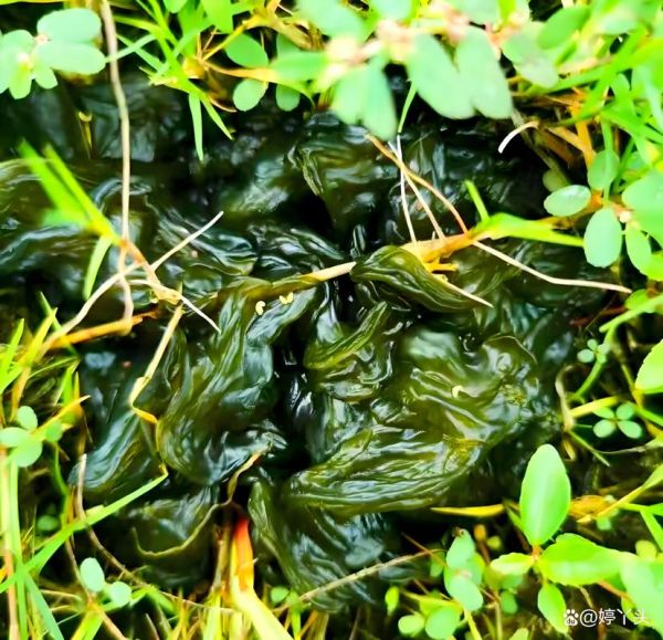 发菜长在地上是什么样子_发菜生长环境-第3张图片-山城妙识