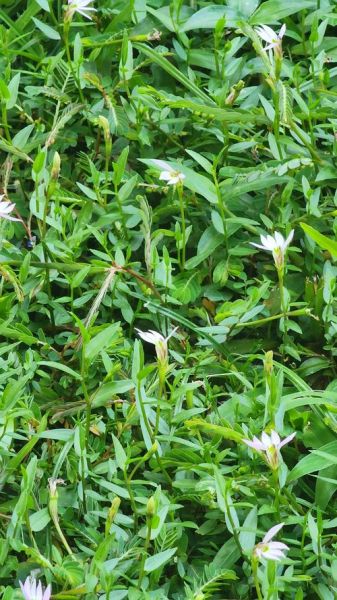 半边莲图片长什么样_半边莲的功效与作用有哪些-第1张图片-山城妙识