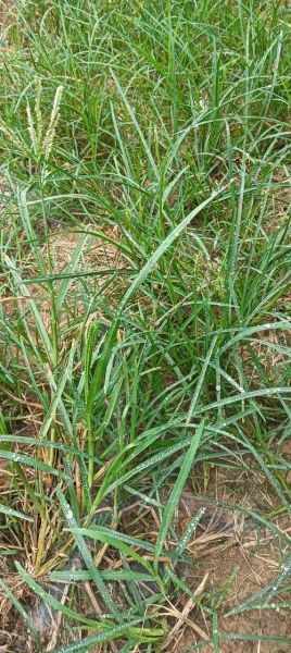 牛筋草多少钱一斤_牛筋草价格行情-第1张图片-山城妙识