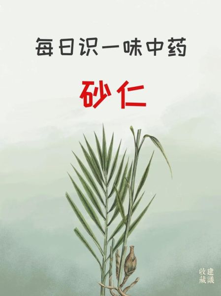 砂仁什么人不能吃_砂仁的禁忌与副作用-第3张图片-山城妙识