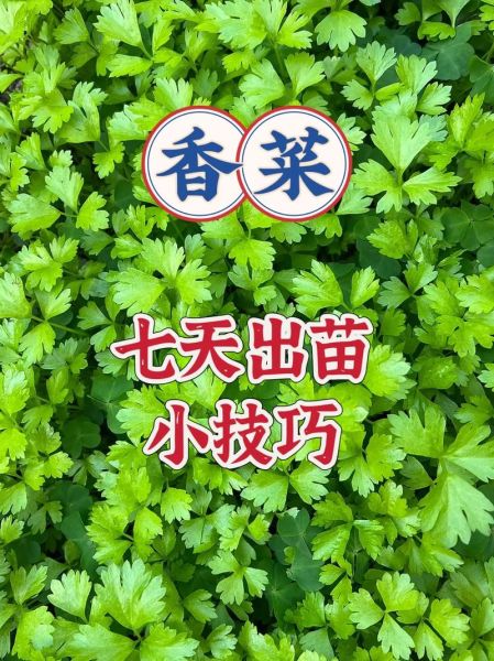 香菜怎么种_香菜种植注意事项-第3张图片-山城妙识