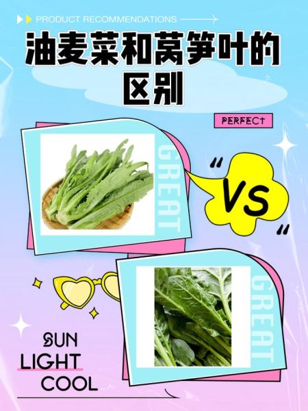 油麦菜和莴笋叶的区别图片_怎么区分油麦菜和莴笋叶-第1张图片-山城妙识 油麦菜和莴笋叶的区别图片_怎么区分油麦菜和莴笋叶-第1张图片-山城妙识