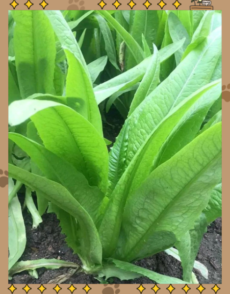 油麦菜和莴笋叶的区别图片_怎么区分油麦菜和莴笋叶-第3张图片-山城妙识 油麦菜和莴笋叶的区别图片_怎么区分油麦菜和莴笋叶-第3张图片-山城妙识