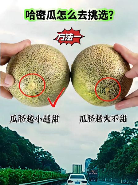 蜜瓜怎么挑选_蜜瓜保存多久-第1张图片-山城妙识