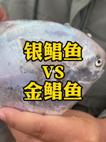 银鲳鱼和金鲳鱼的区别_哪个更好吃-第2张图片-山城妙识