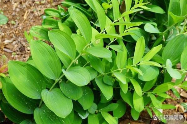 玉竹茶的功效与作用禁忌_适合什么人喝-第3张图片-山城妙识 玉竹茶的功效与作用禁忌_适合什么人喝-第3张图片-山城妙识