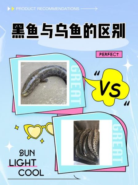 野生乌鱼图片_野生乌鱼怎么分辨真假-第1张图片-山城妙识