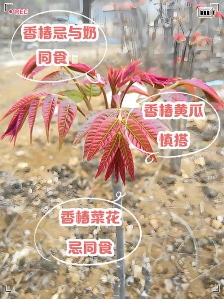 香椿不能和什么一起吃_香椿的禁忌人群-第1张图片-山城妙识