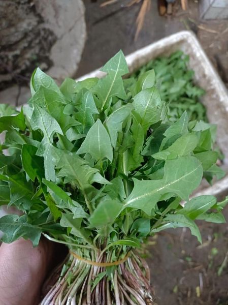 婆婆丁怎么吃_婆婆丁的吃法大全-第3张图片-山城妙识