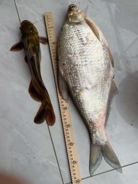 又薄又扁的鱼是什么鱼_常见种类及选购技巧-第2张图片-山城妙识