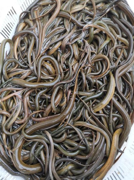 野生泥鳅多少钱一斤_野生泥鳅价格受哪些因素影响-第1张图片-山城妙识