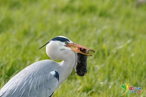 胡萝卜须怎么抓鼹鼠_鼹鼠被抛向天空会怎样-第3张图片-山城妙识