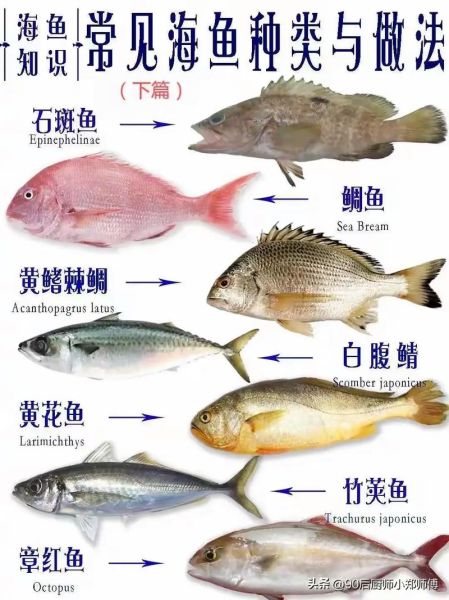 近海常见鱼类有哪些_如何辨认近海鱼类图片-第1张图片-山城妙识 近海常见鱼类有哪些_如何辨认近海鱼类图片-第1张图片-山城妙识