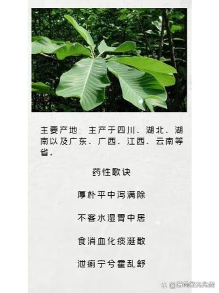 厚朴的功效与作用有哪些_厚朴如何正确服用-第3张图片-山城妙识 厚朴的功效与作用有哪些_厚朴如何正确服用-第3张图片-山城妙识