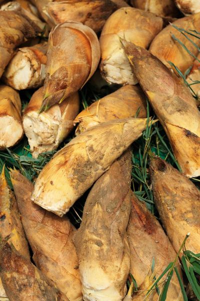 冬笋图片大全哪里找_冬笋高清图欣赏技巧-第2张图片-山城妙识